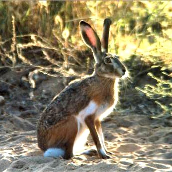 Liebre (Lepus spp.).jpg :: Caza y pesca